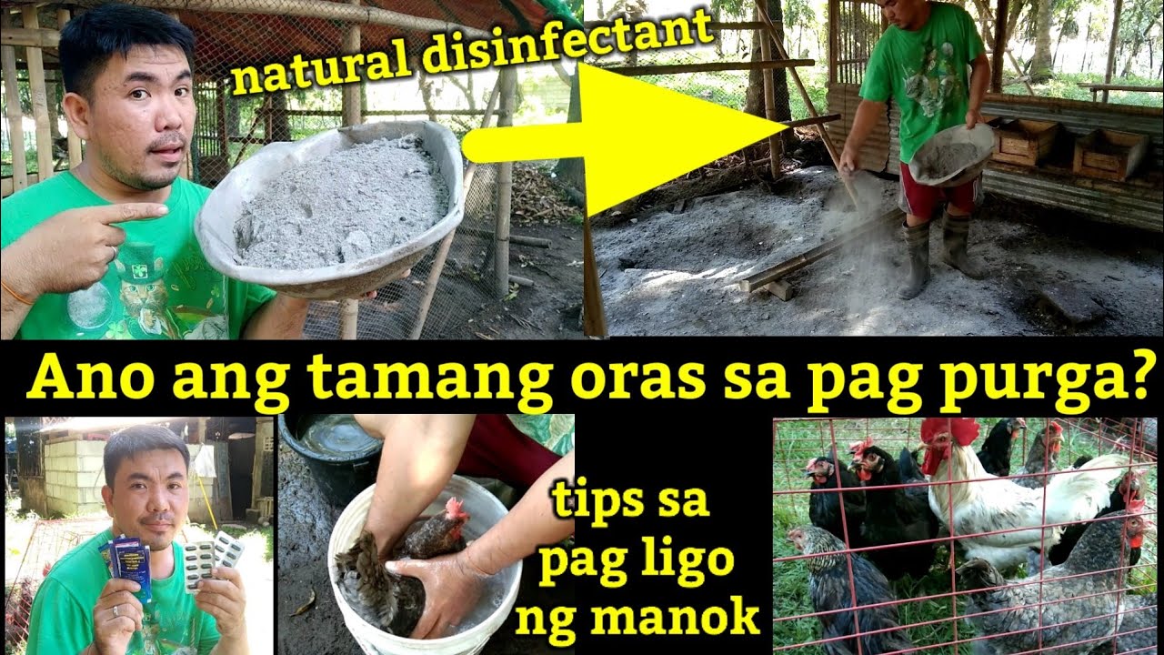 TAMANG ORAS SA PAG PURGA | NATURAL NA DISINFECTANT - YouTube