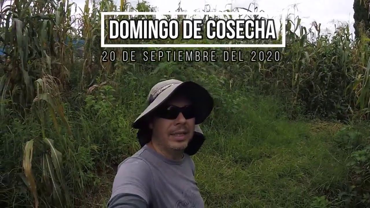 V-blog038: Cosechando Milpa, Aguacate, Chayote y Platanos de nuestra ...