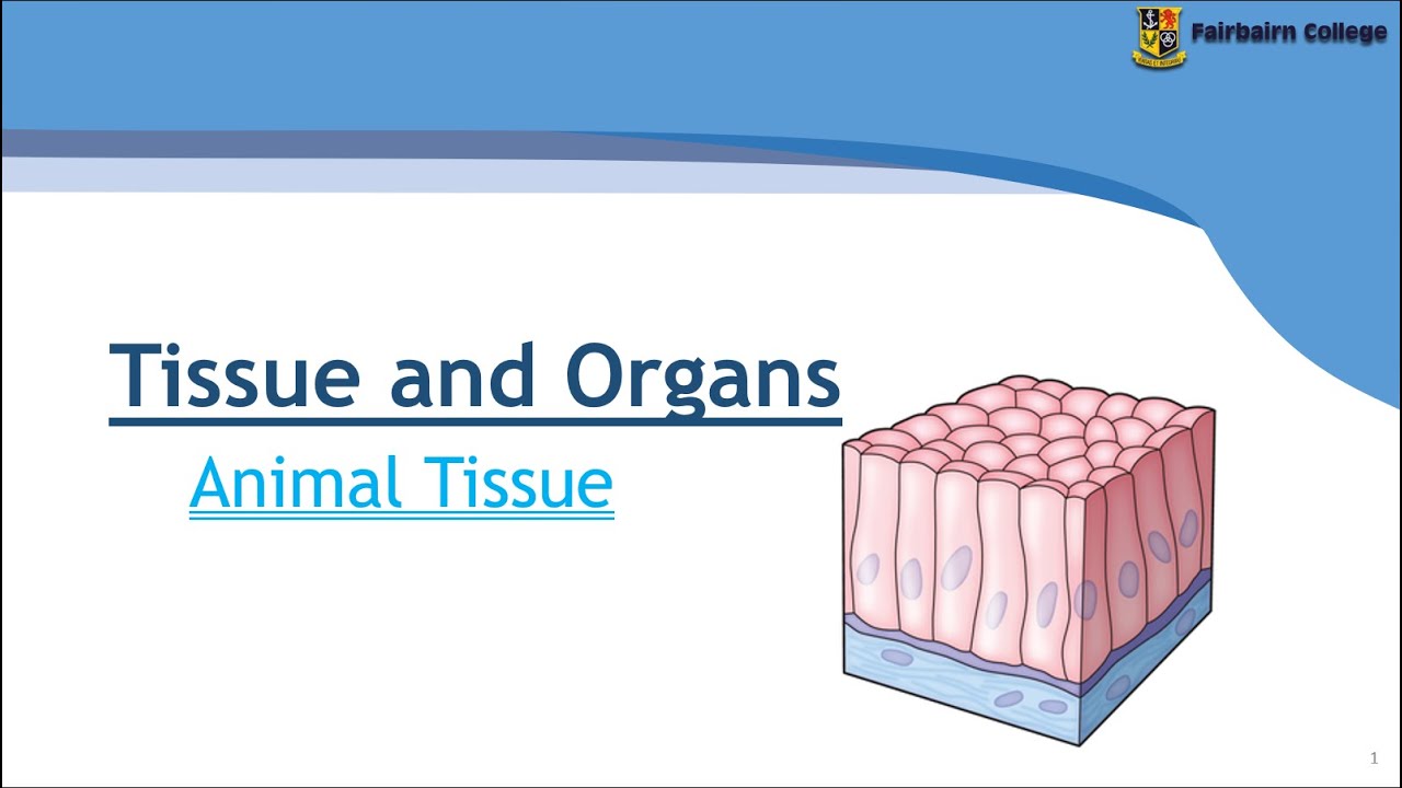 Animal Tissue - YouTube