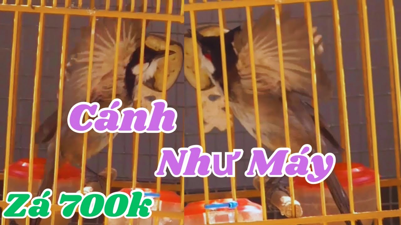 Chào mào bẫy đấu cánh ruồi mỏ khá tốt tố chất gột giàn mồi | Tập 713 ...