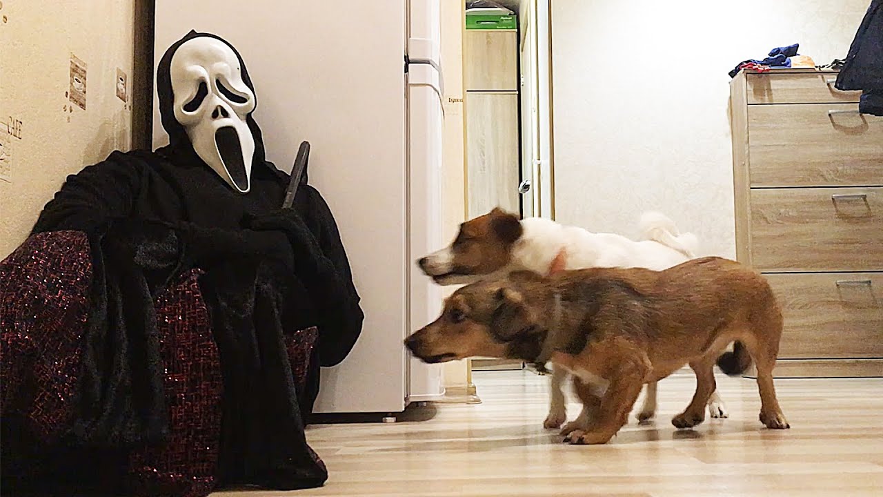 Funny Dogs vs Ghostface Prank: Funny Dogs Bonnie & Longa React!!! - YouTube