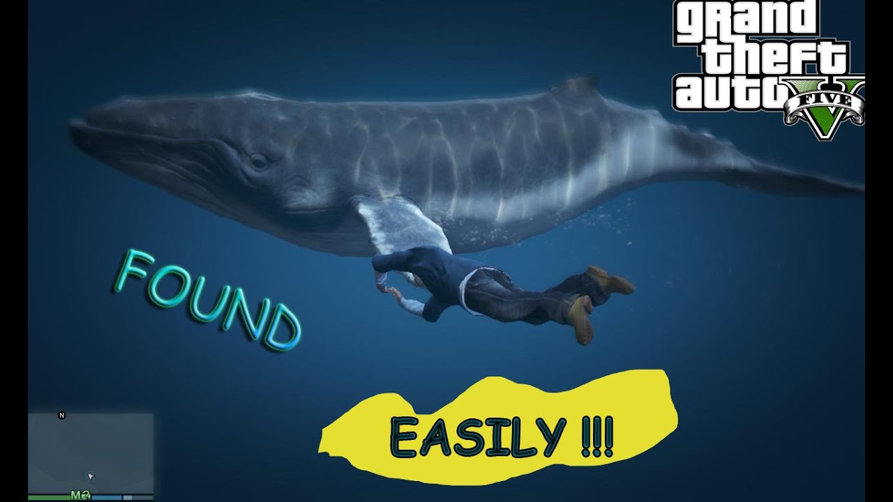 HOW TO FIND WHALE FISH IN GTA 5 EASILY !! - YouTube