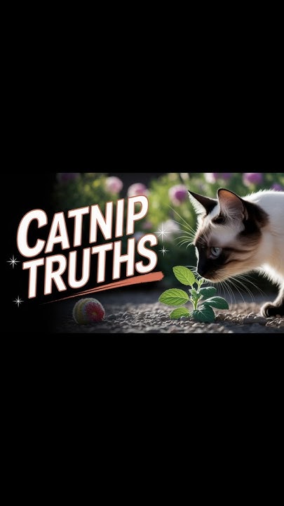 Do Cats Really Love Catnip? 😻#shorts #catnip - YouTube