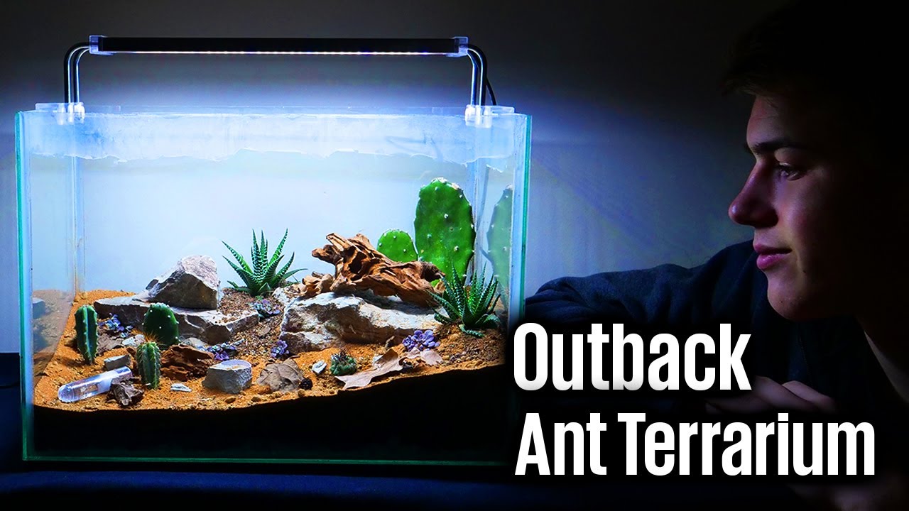 Outback DESERT Themed ANT Terrarium | Naturalistic Setup - YouTube
