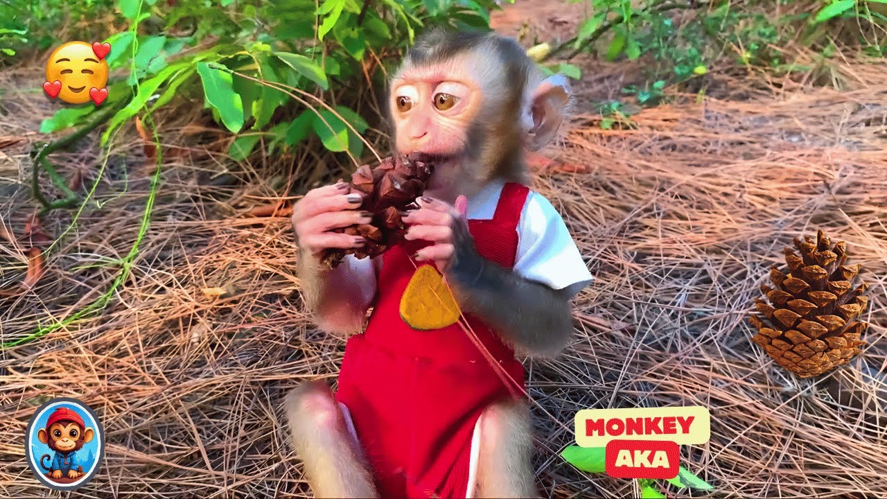 Baby Monkey BonBon was taken by Dad to the forest to relieve stress ...