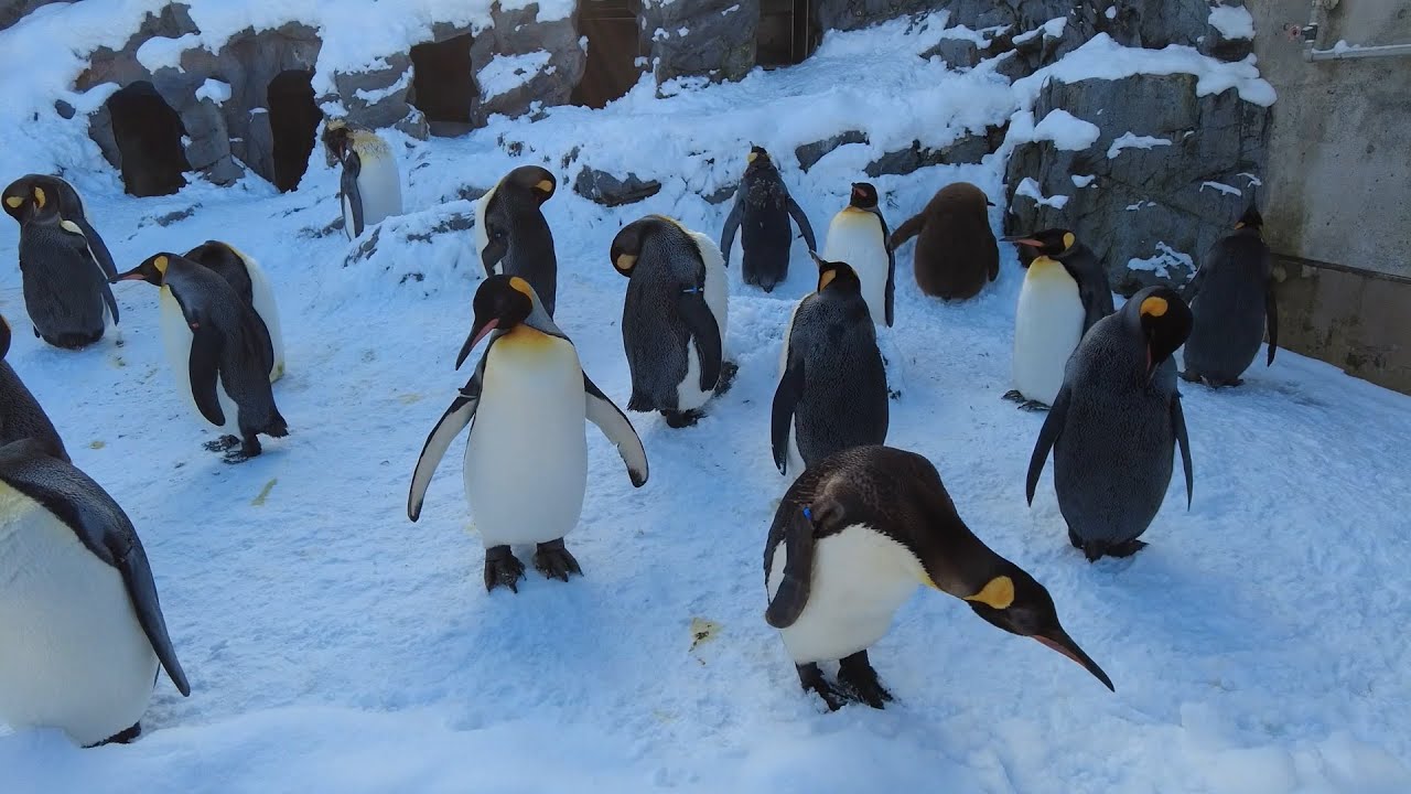 ASAHIKAWA ZOO WITH SNOW IN WINTER. Animals outdoor in the cold ...