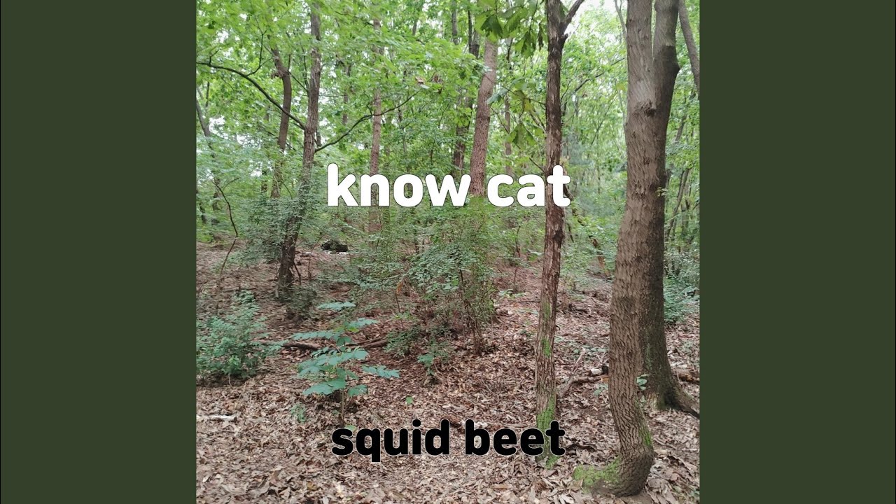 know cat - YouTube