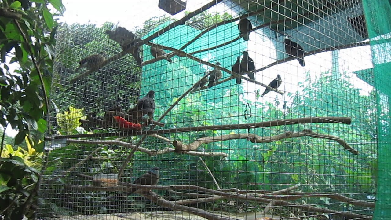 White eared brown dove; (alimukon) davao7 - YouTube