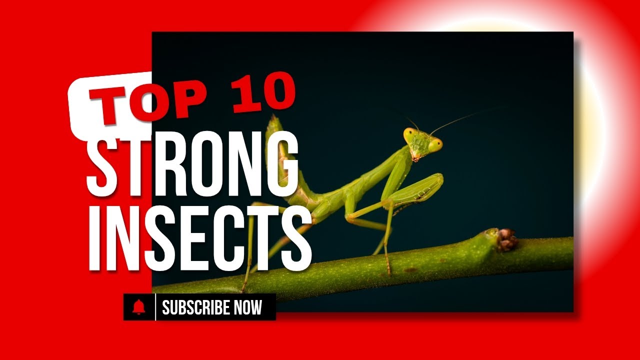 TOP 10 STRONG INSECTS - YouTube