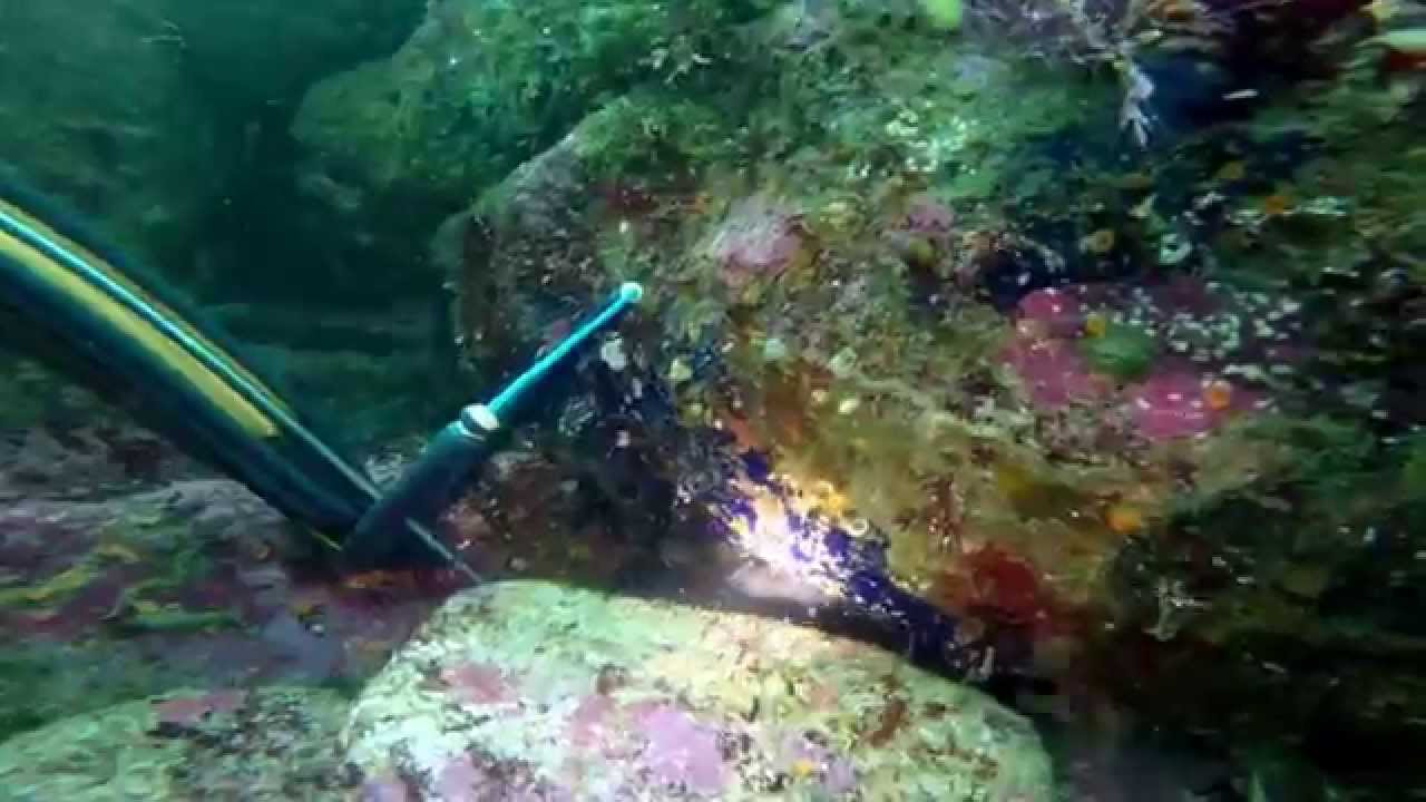 Prickleback Monkey-Face Eel - YouTube