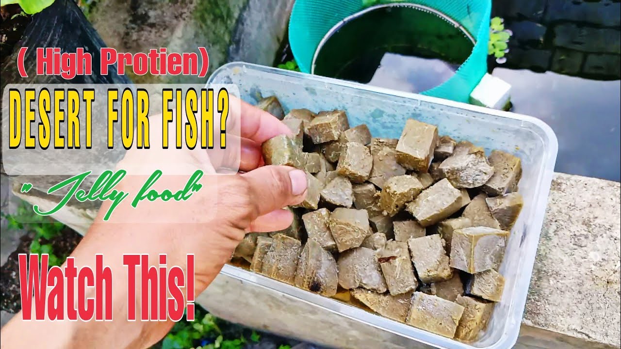 FISH DESERT PARA SA ATING MGA ALAGANG ISDA( GELLY FOOD)/ BACKYARD FISH ...