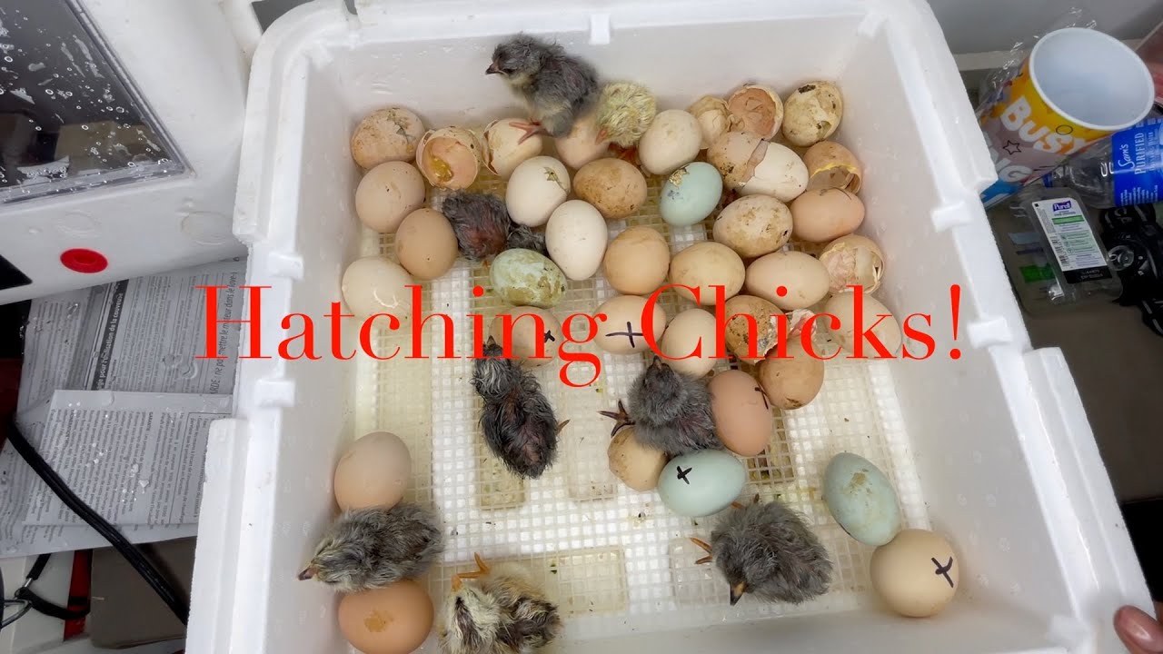 Staggered Chick Hatching - YouTube