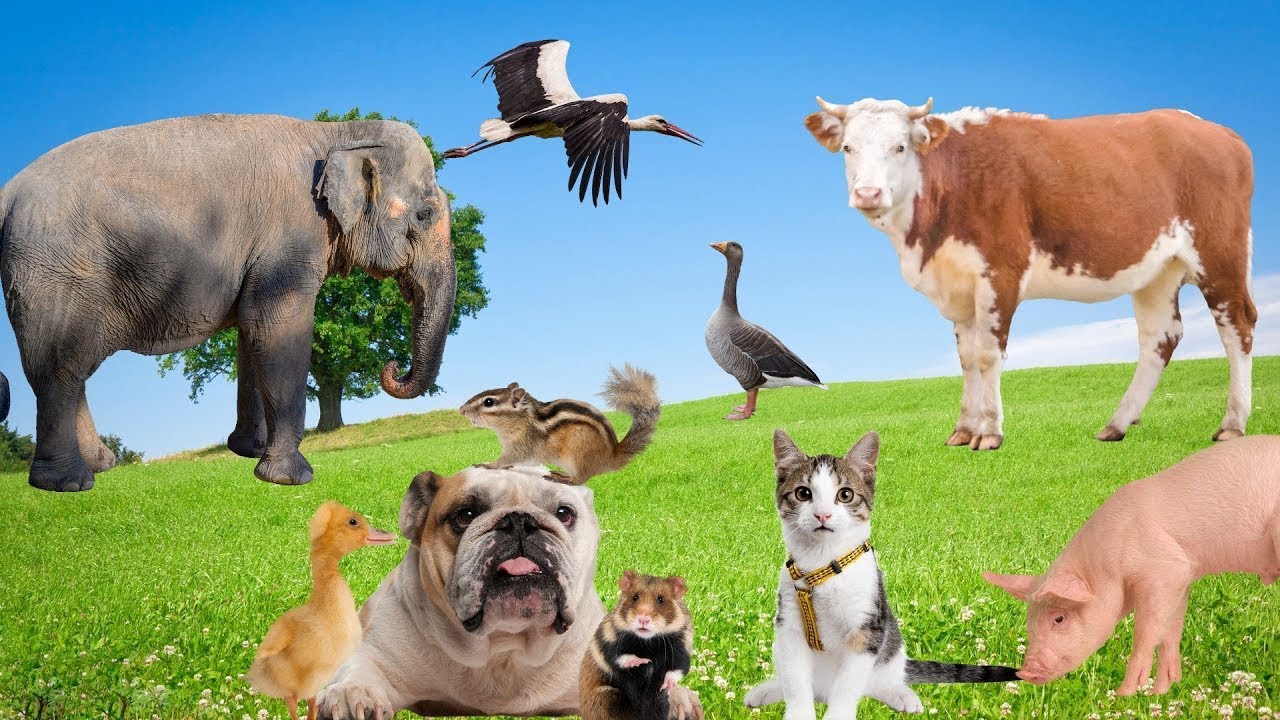 Cute animal sounds cat dog cow duck goat sheep Animal video - YouTube
