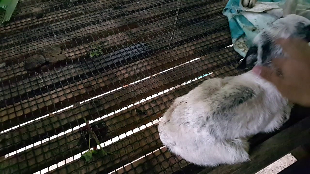 Ruminan life - YouTube