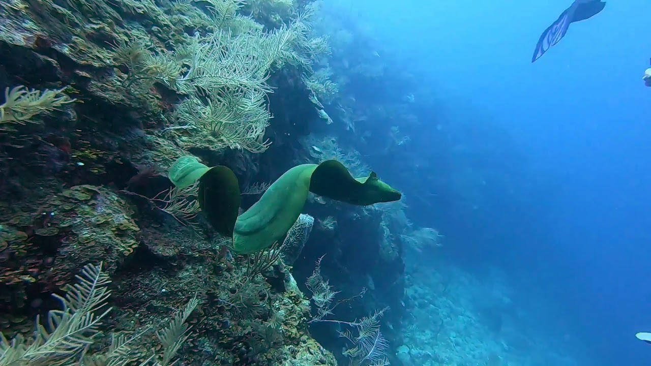 BELIZE- MOREY EEL- POMPION CAYE - YouTube