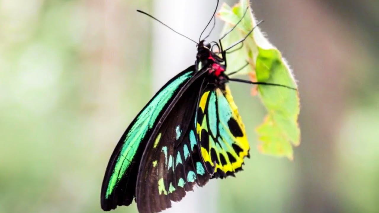 Richmond Birdwing Butterfly... A species under threat - YouTube