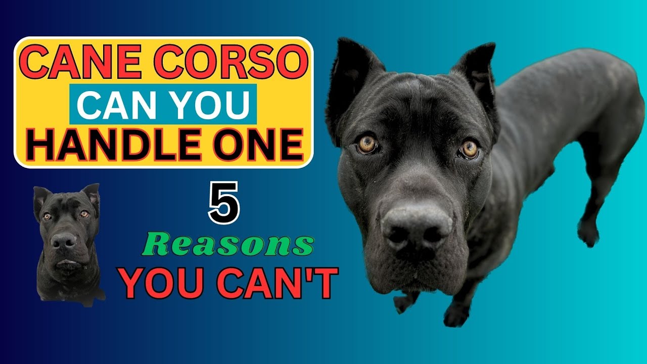 Can You Own This Dog Breed The Cane Corso YouTube can-you-own-this-dog-breed-the-cane-corso-youtube