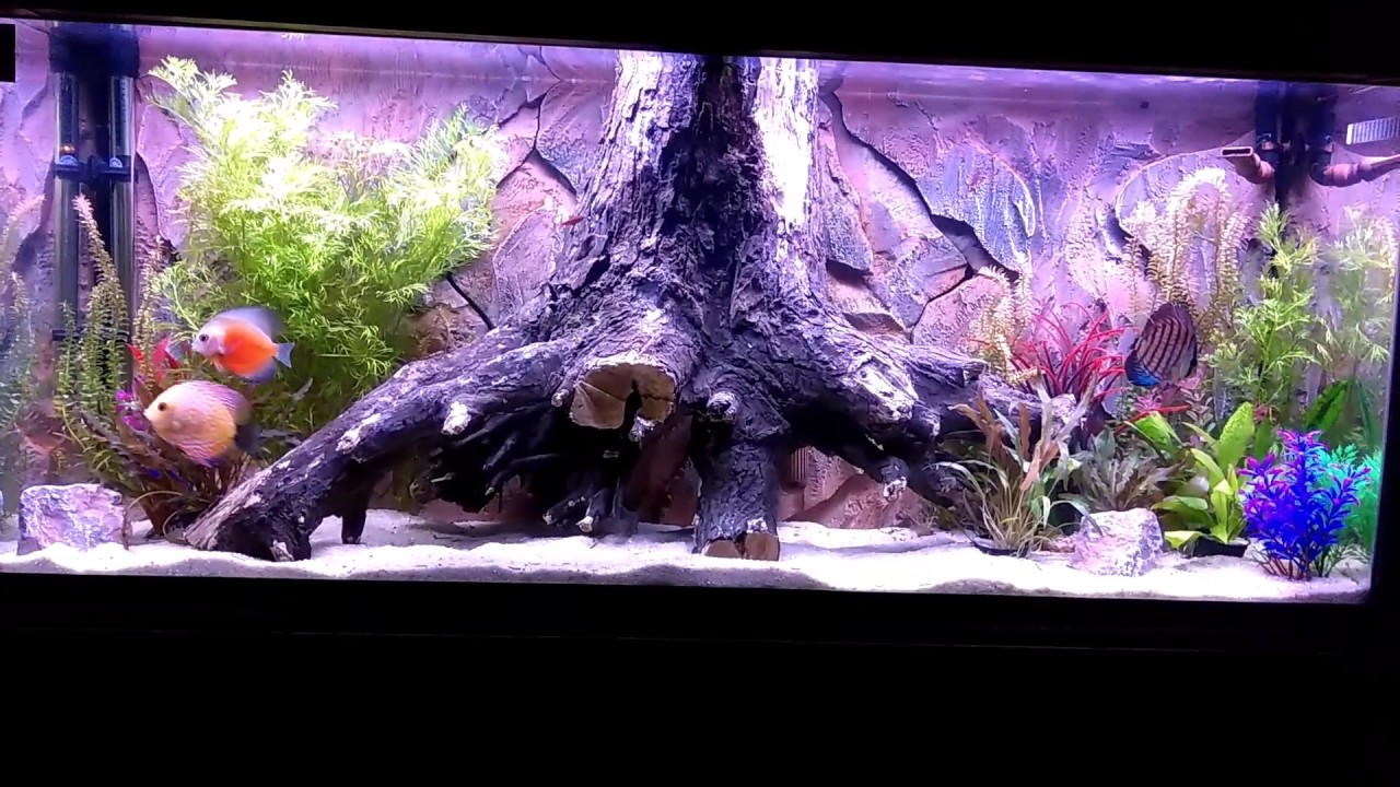 Planted Discus Setup - YouTube