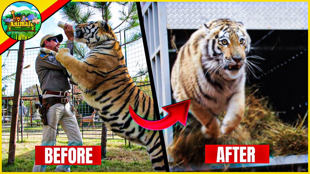 Beautiful Moment's Of Animals Being Freed From Captivity - YouTube