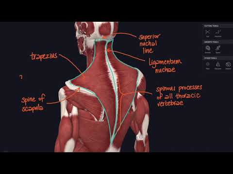 Lockdown Anatomy with Prof Alice Roberts #2: Pectoral girdle and shoulder - joints and muscles