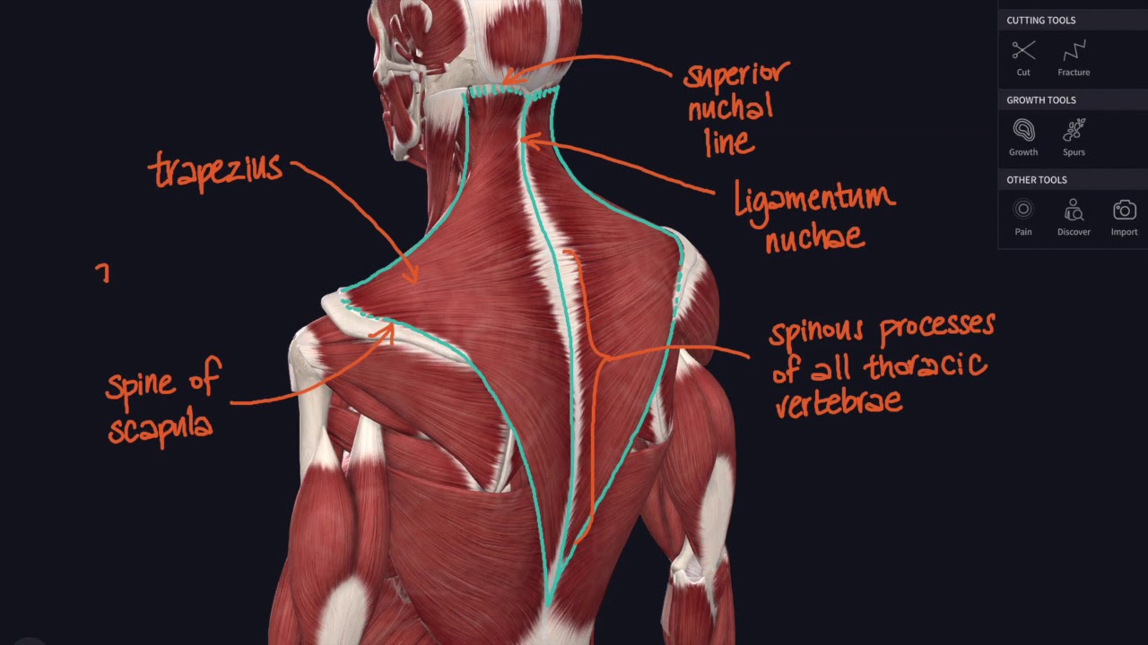 Lockdown Anatomy with Prof Alice Roberts #2: Pectoral girdle and ...