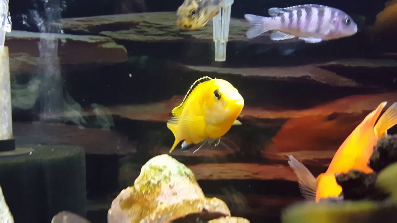 Electric Yellow Lab Cichlid - YouTube