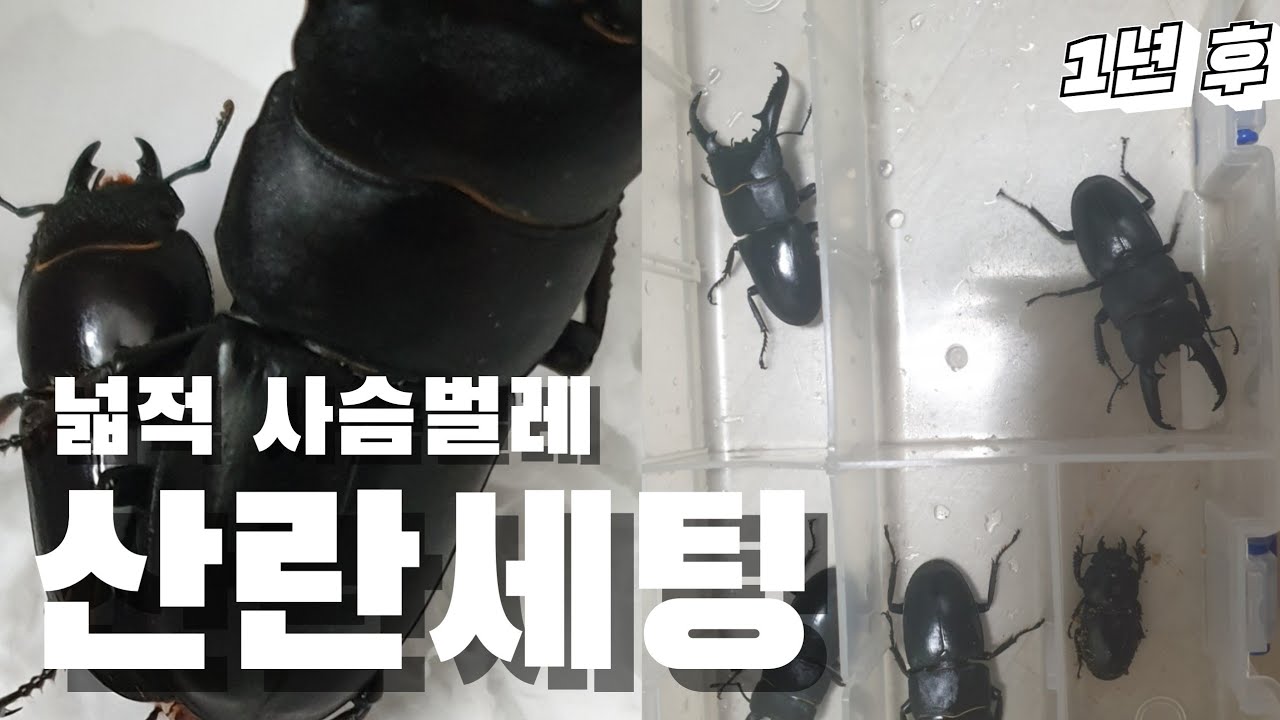 생각보다 쉬운 사슴벌레 산란 세팅 방법 Youtube