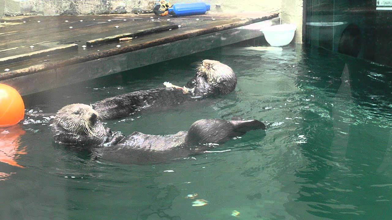 Sea Otters in Seattle Aquarium 2 - YouTube