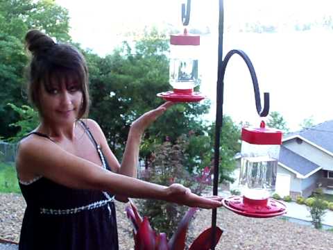 Hummingbird Queen 1.mov - YouTube