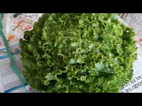 Kivırcik salata