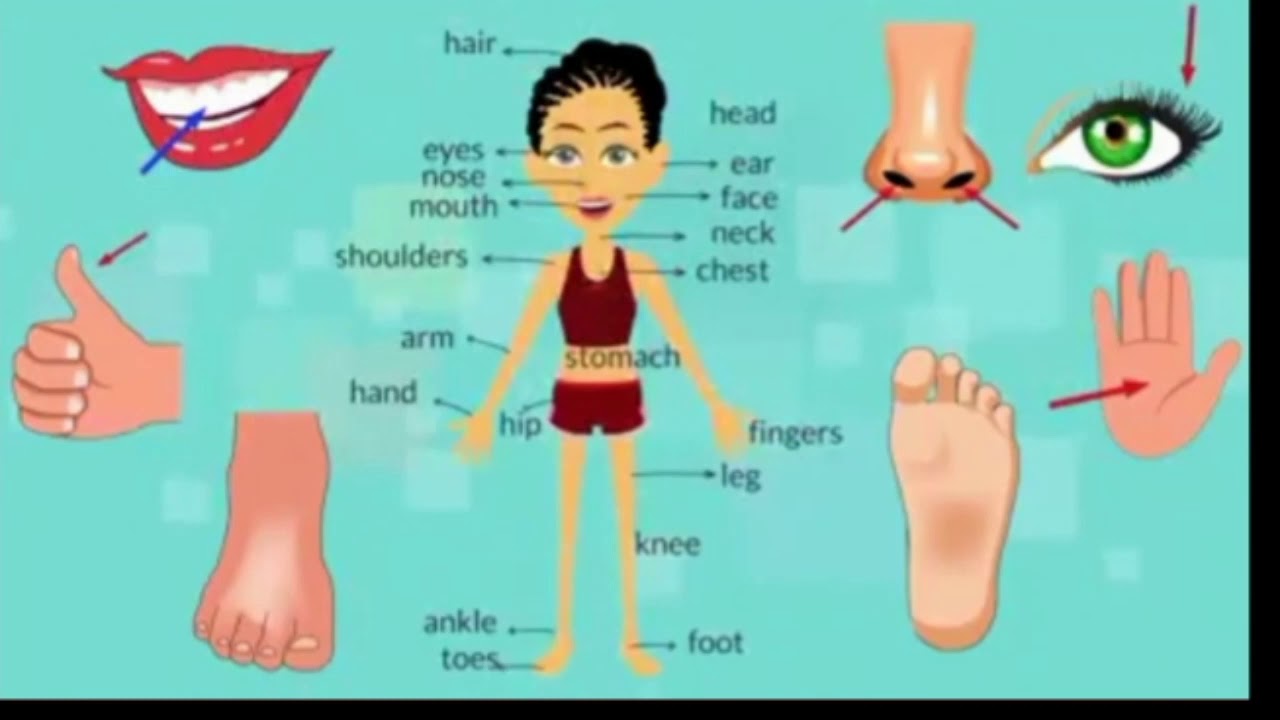 Body Parts Vocabulary parts Of Body YouTube body-parts-vocabulary-parts-of-body-youtube