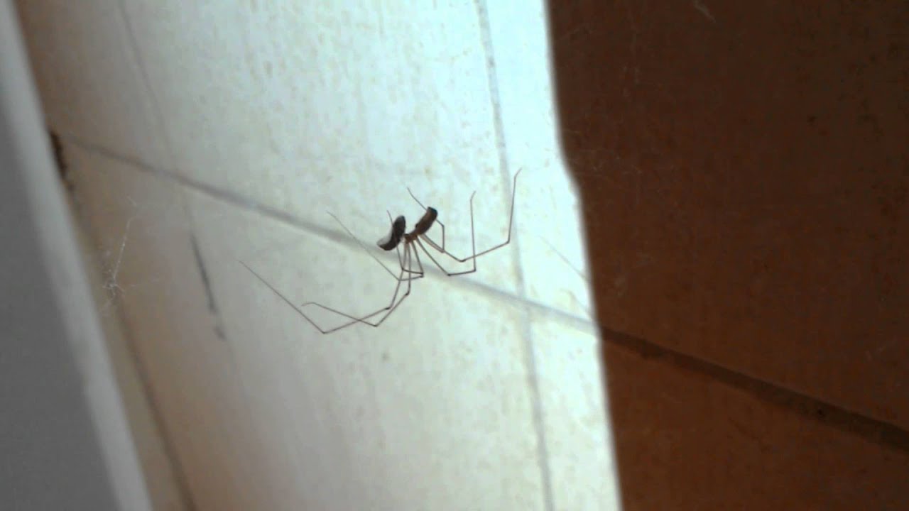 Harry the Cellar spider consuming silverfish - YouTube