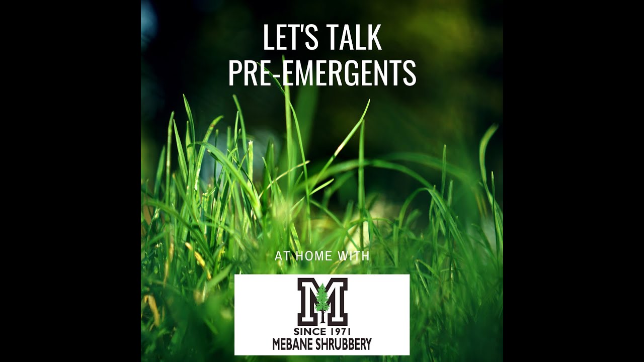 Let's Talk Pre Emergent // At Home with Mebane Shrubbery - YouTube