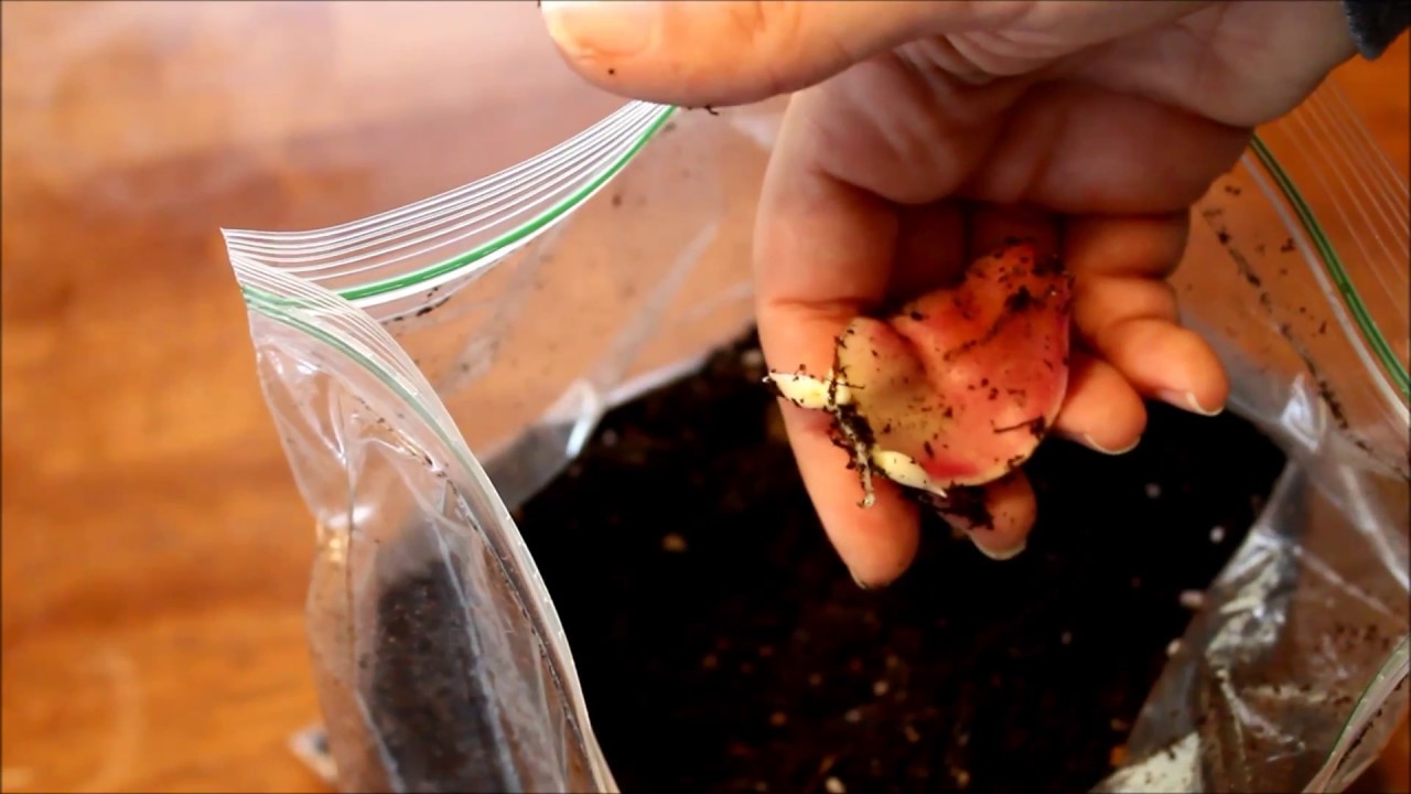 Lily Propagation by Scaling Progress - Pt. 2 Success! - Ornamental Cut ...