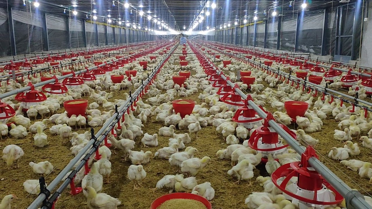 Environment control poultry farm - YouTube