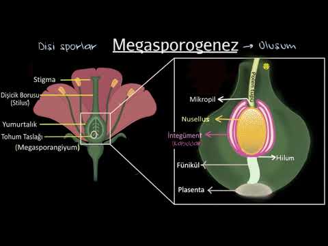 Megasporogenez (Fen Bilgisi)
