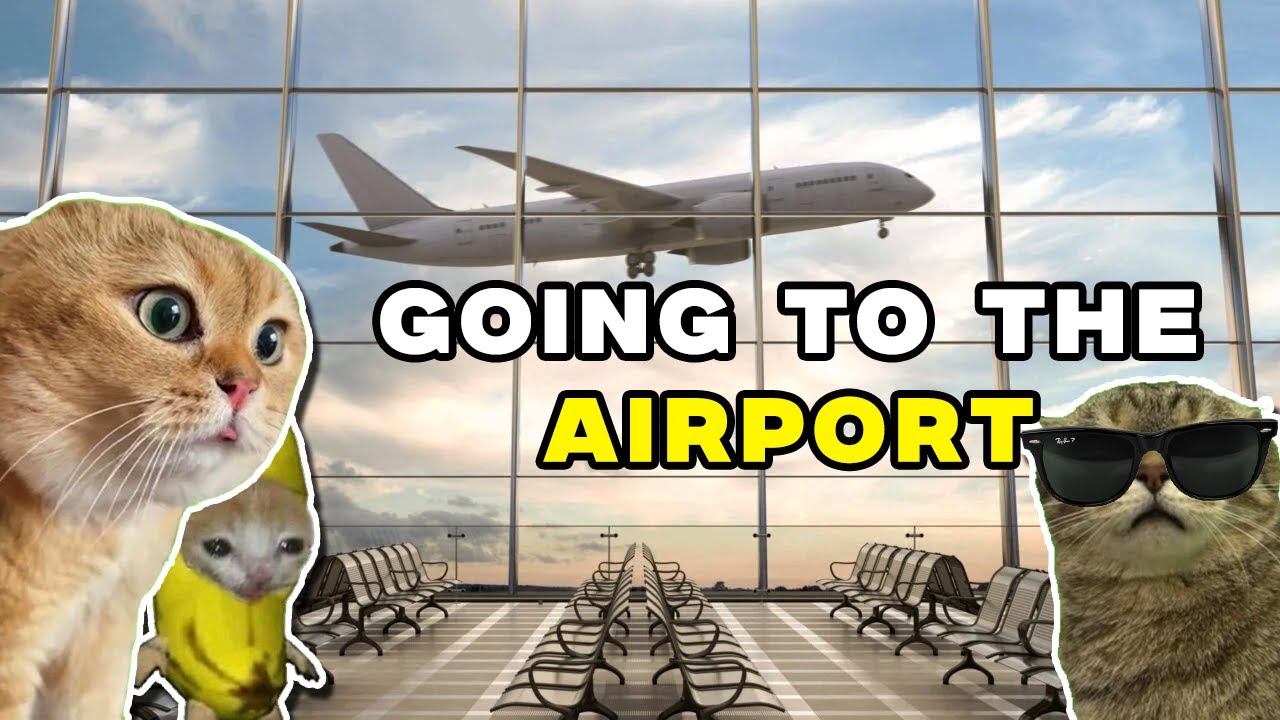 CAT MEMES: GOING TO AIRPORT | SUMMER VACATION PT. 4 - YouTube