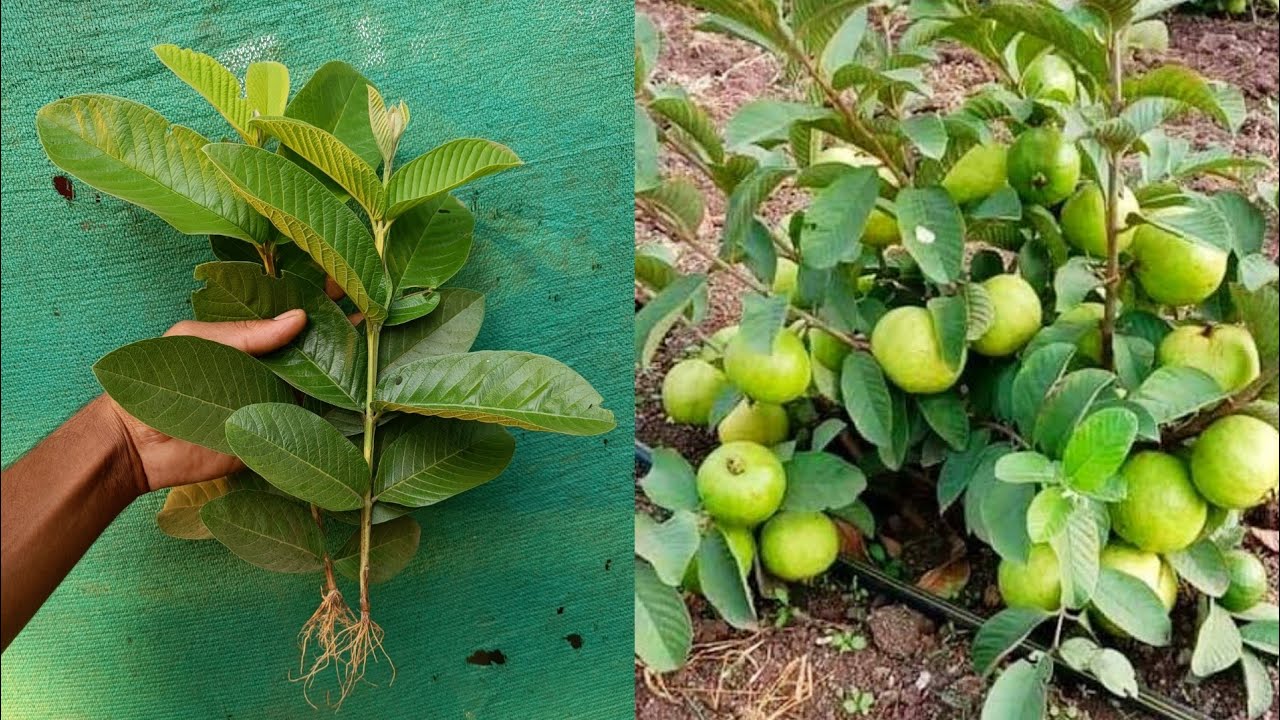 || How to grow Guava tree with alovera || Simple method Grafting Guava ...