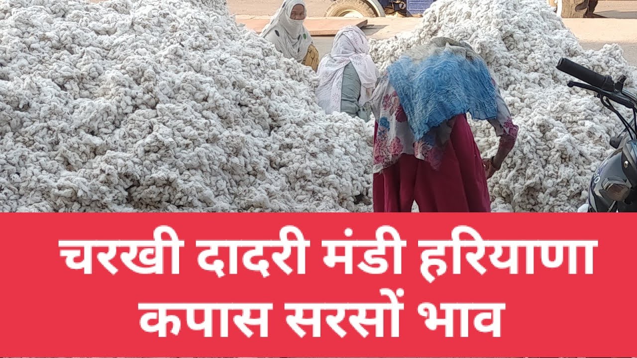 17-12-2023 चरखी दादरी मंडी हरियाणा कपास सरसों भाव।। Charkhi Dadri Mandi ...