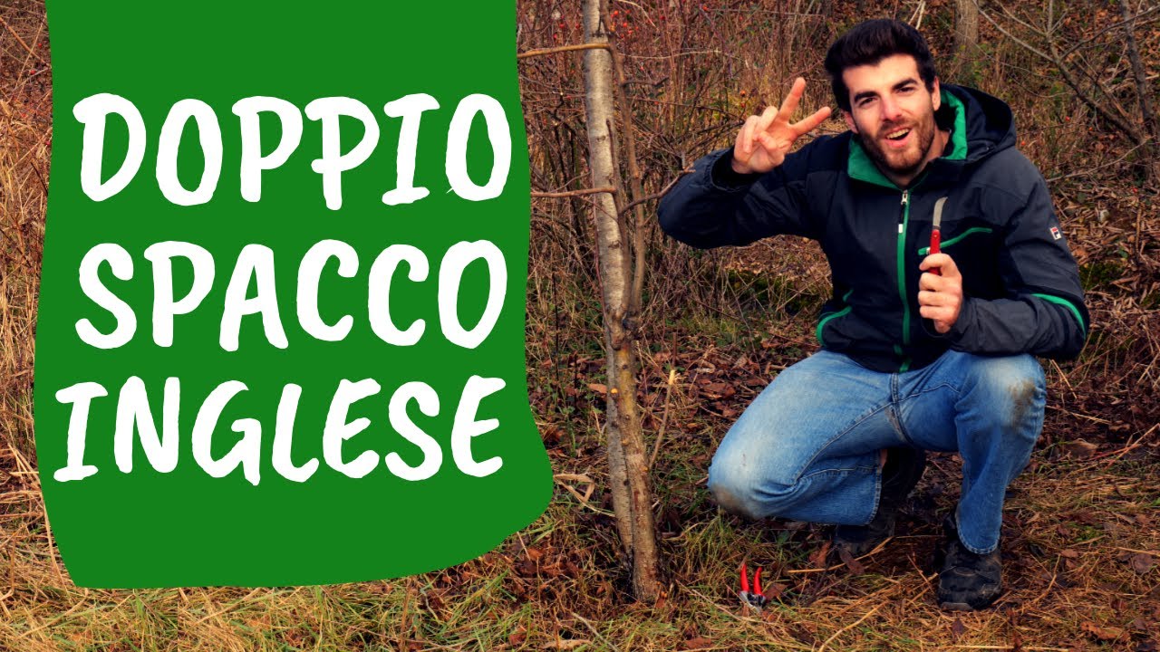 Innesto a DOPPIO SPACCO INGLESE: come fare - YouTube