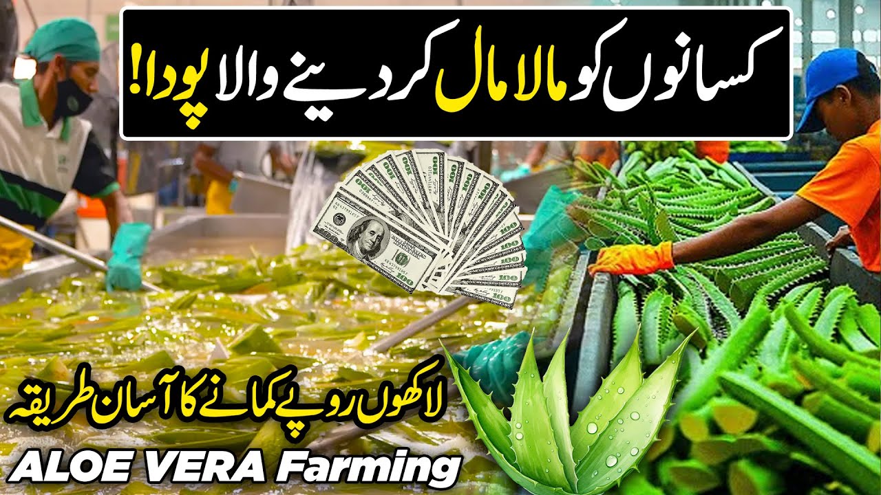 Modern ALOE VERA Farming in Pakistan | New Million Dollar Medicinal ...
