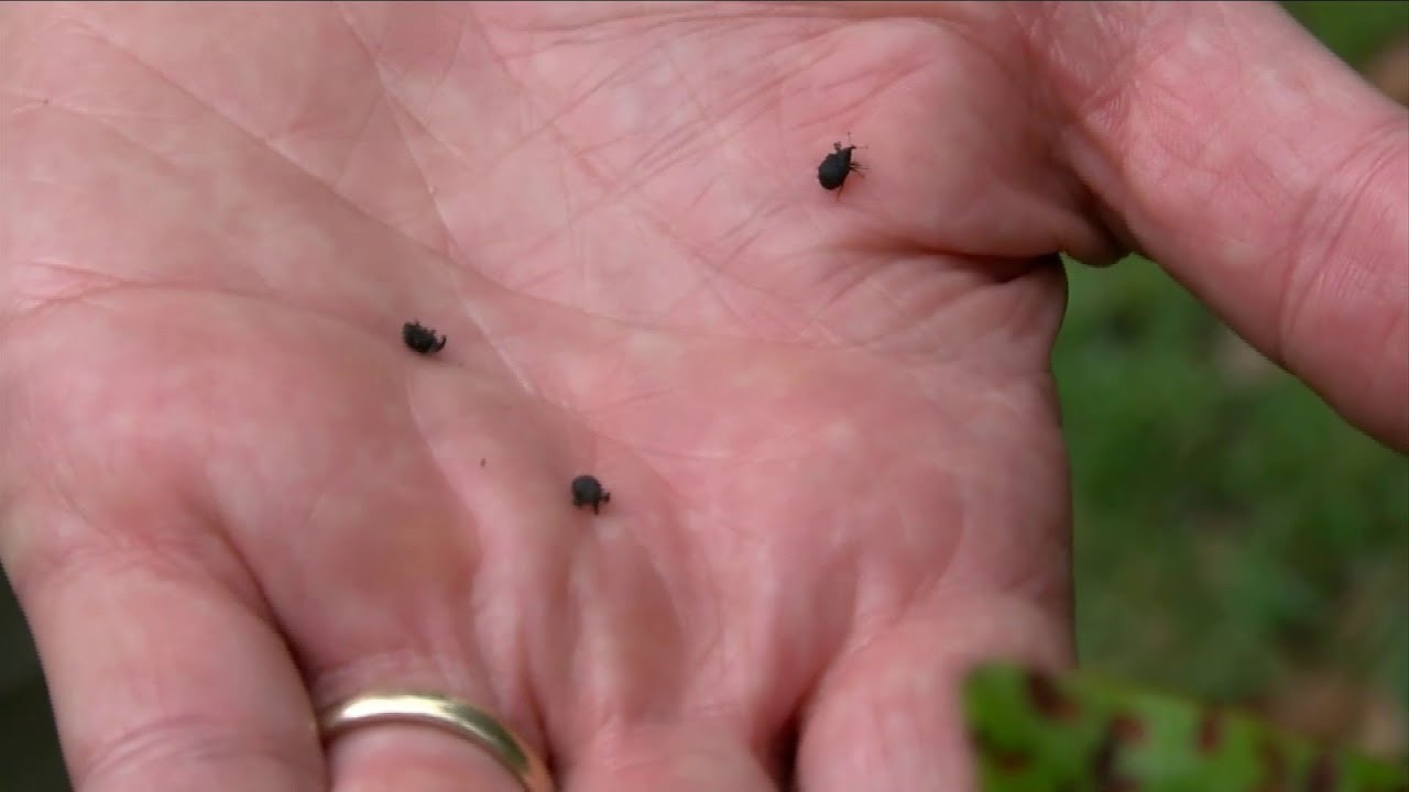 Virginia Tech entomologist says don't panic over influx of tick-looking ...
