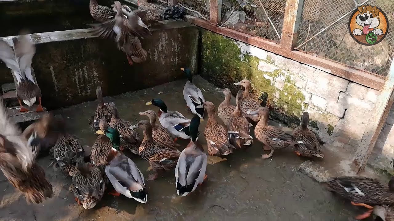 Mallard Ducks Neel Sar Murghabi Breeding Pair Farming For Business In ...