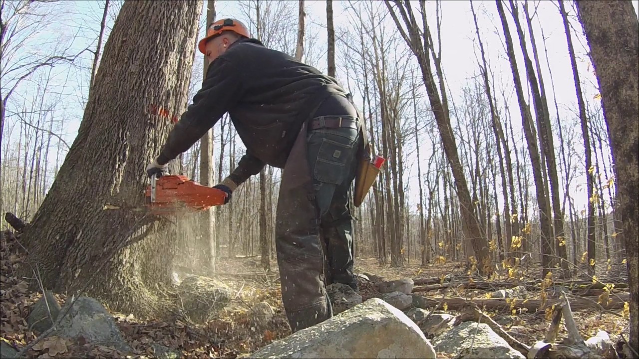 husqvarna 372xp cutting trees - YouTube