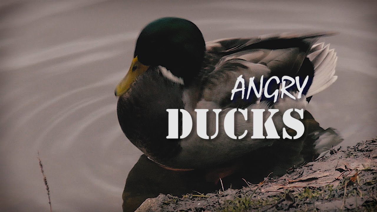 Angry Ducks - YouTube