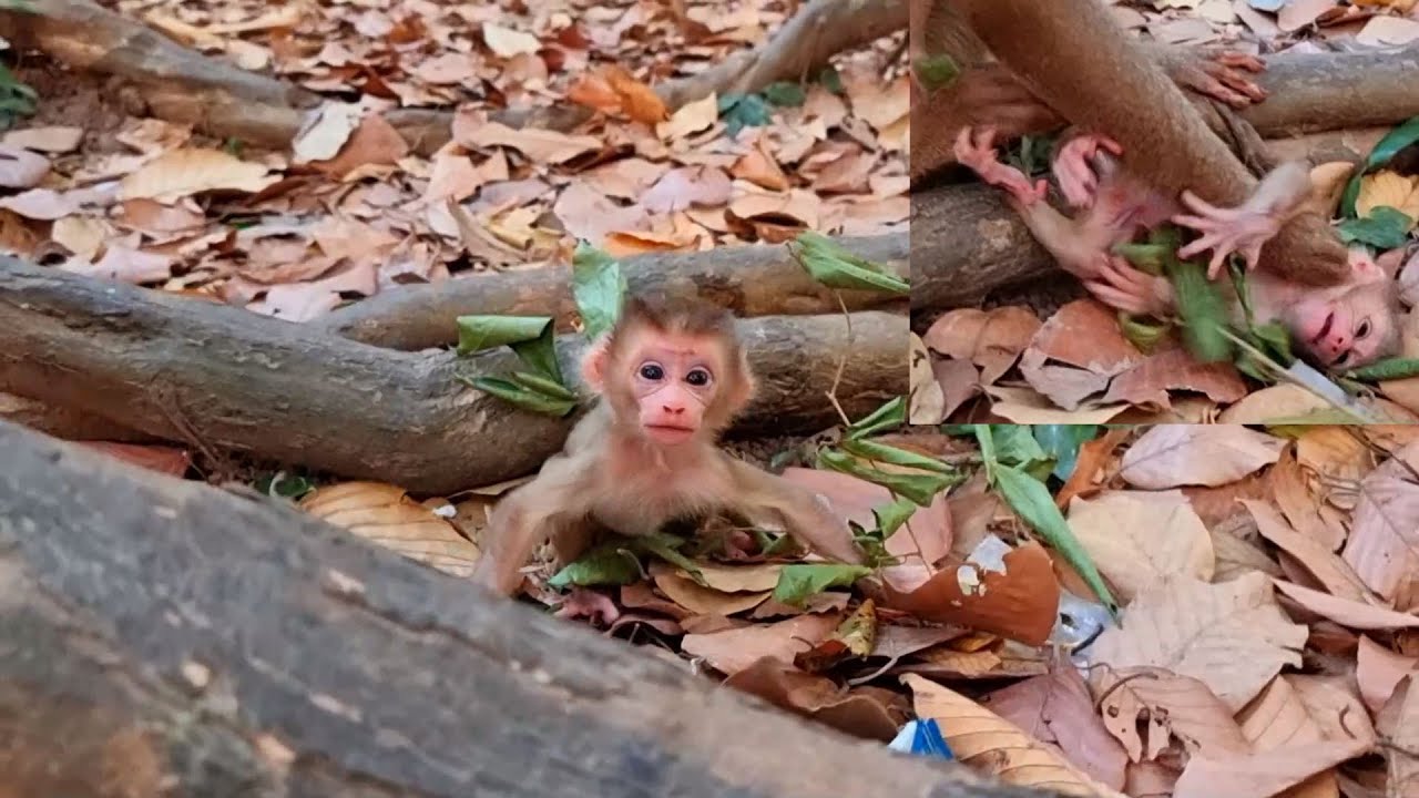 Very great action baby monkey LILY walking on ground so lovely - YouTube