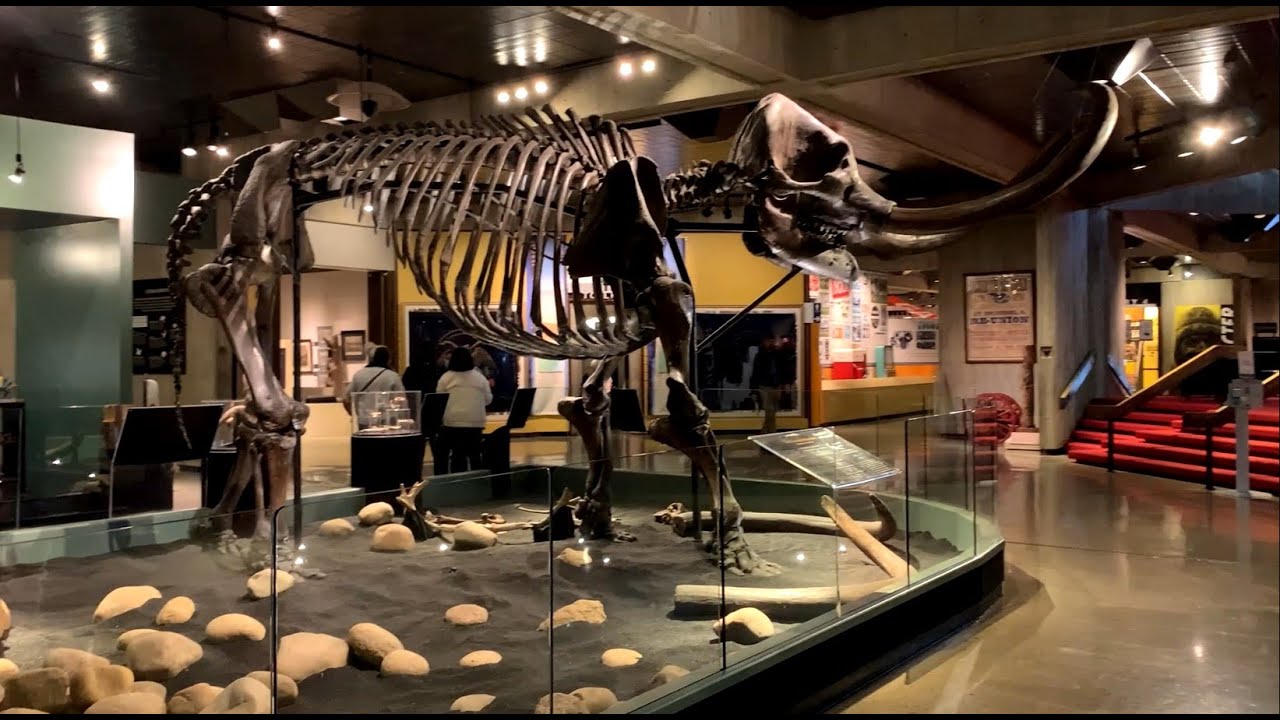 A Walk with The Relic: The Mastodon and Ohio Wildlife (Ohio History ...