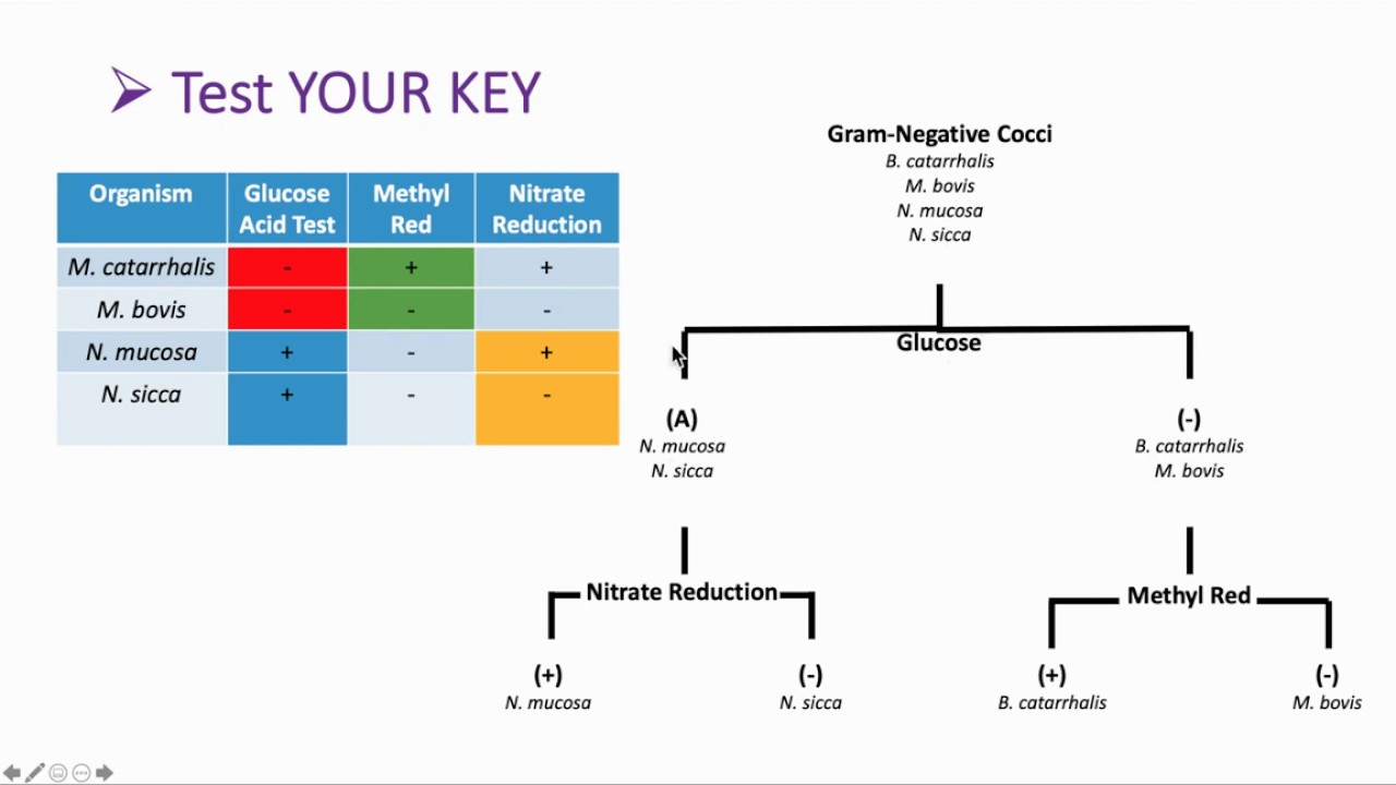 Dichotomous Key Test - YouTube