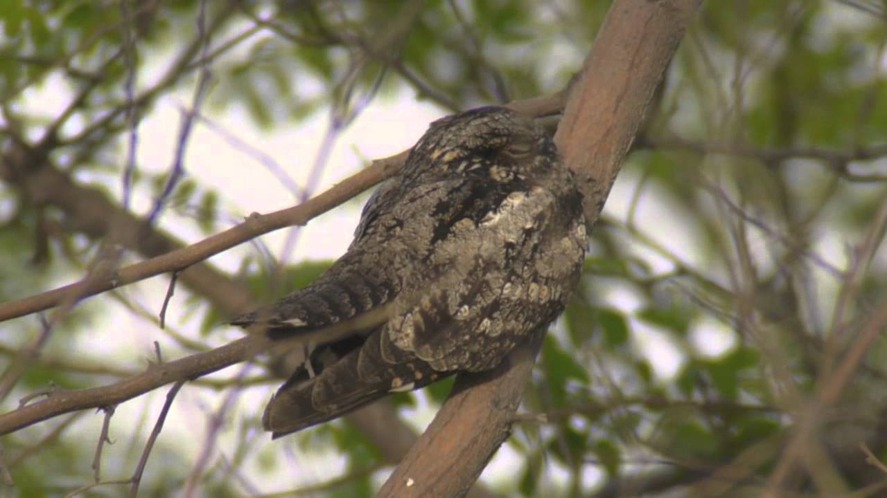 Grey Nightjar (Caprimulgus jotaka) - YouTube