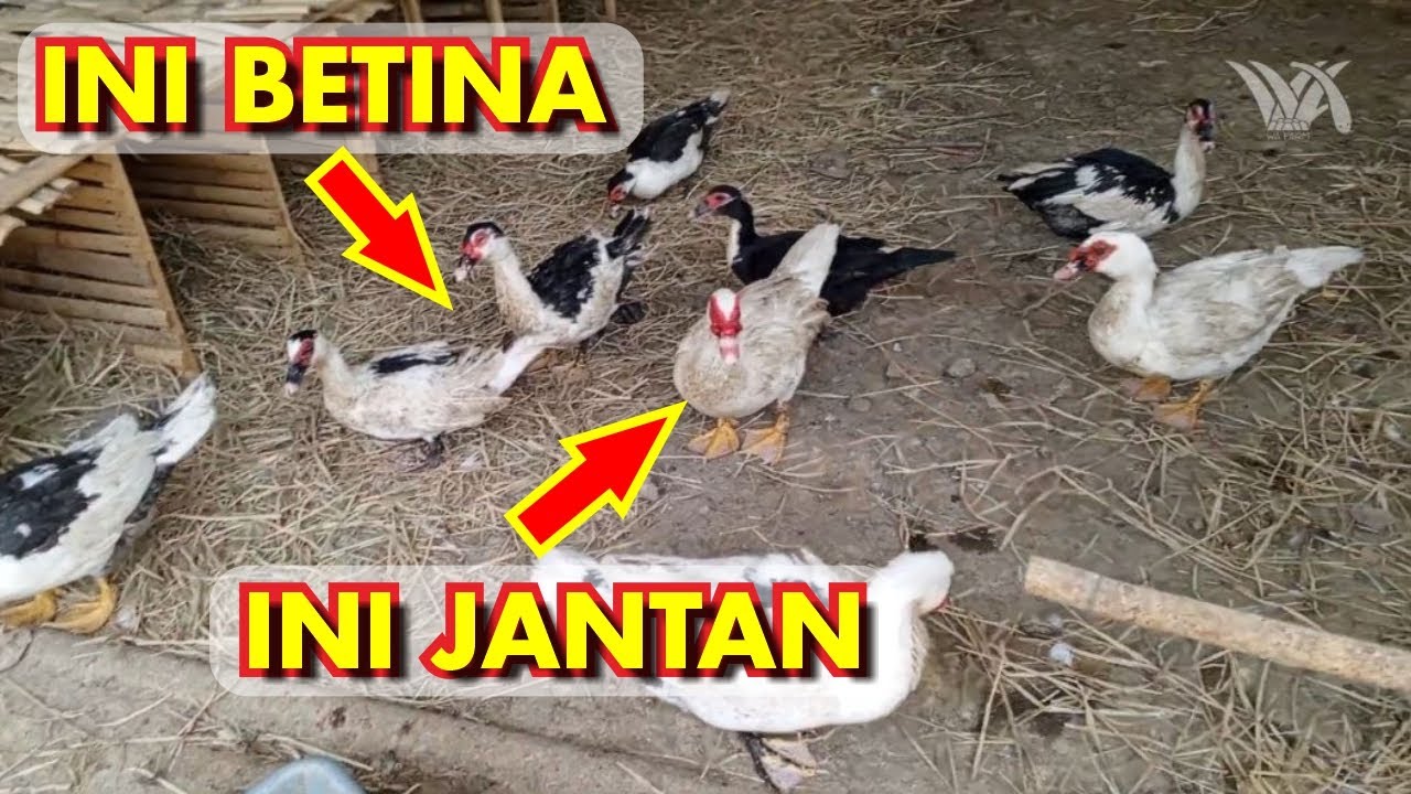 Cara Membedakan Entok Jantan dan Entok Betina - YouTube